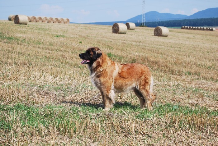 Frida Fiona Goldenleon :: Leon Eperies